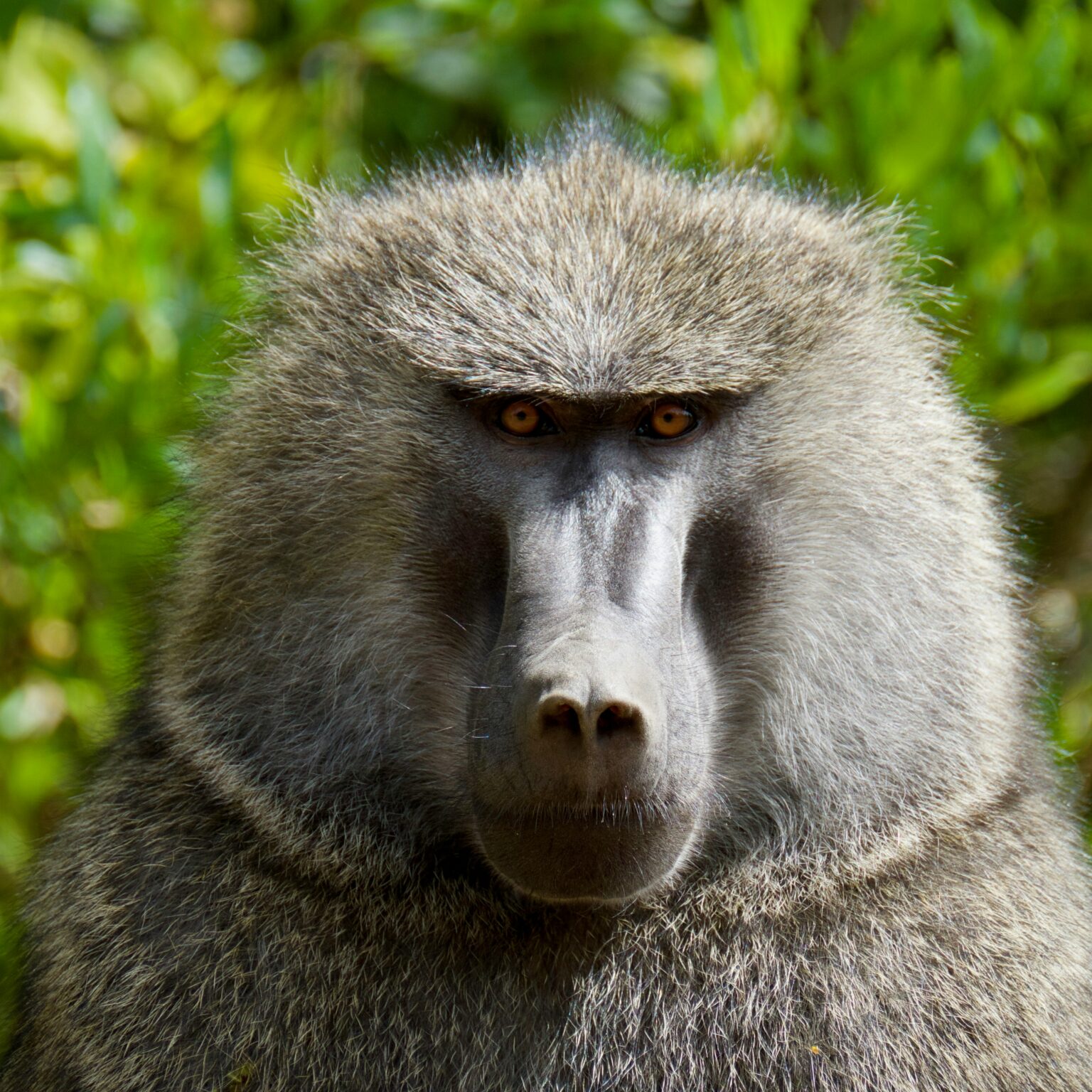 Should we give a monkey’s about the Baboon? | Kingston Chess Club